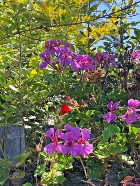 Purple Pelargonium Peltatum Trailing Ivy Geranium Live Plant 6 Cutting