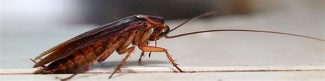 Cockroach Control In Arlington Tx Local Roach Exterminator