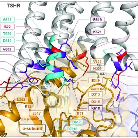 A The Crystal Structure Of Opsin Light Blue In Complex With A
