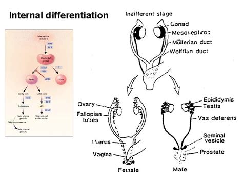 Sexual Differentiation Arnold Adolph Berthold University