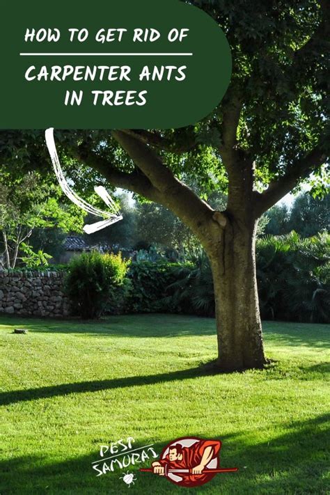 How To Get Rid Of Carpenter Ants In Trees A Complete Guide Carpenter