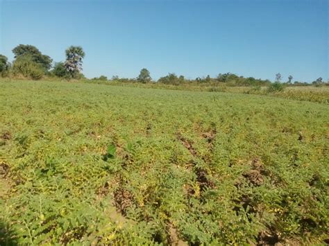 ငဖဲမြို့နယ်၌ ဆောင်းသီးနှံများစိုက်ပျိုးရာသီတွင် ပဲမျိုးစုံ ၆၄၇၆ ဧက စိုက်ပျိုးပြီးစီးပြီး လ