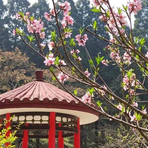 庐山清明万物新 桃花灼灼开 风景区 游客 九江