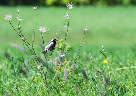Gales Photo And Birding Blog Bobolink Gales Photo And Birding Blog Bobolink