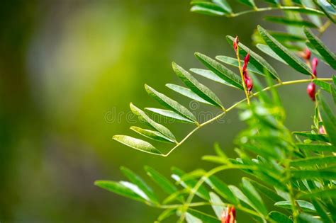 Botanical Collection Glycyrrhiza Glabra Or Root Liquorice Medicinal
