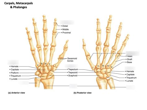 Carpals Metacarpals Phalanges Diagram Quizlet Carpals Metacarpals Phalanges Diagram Quizlet