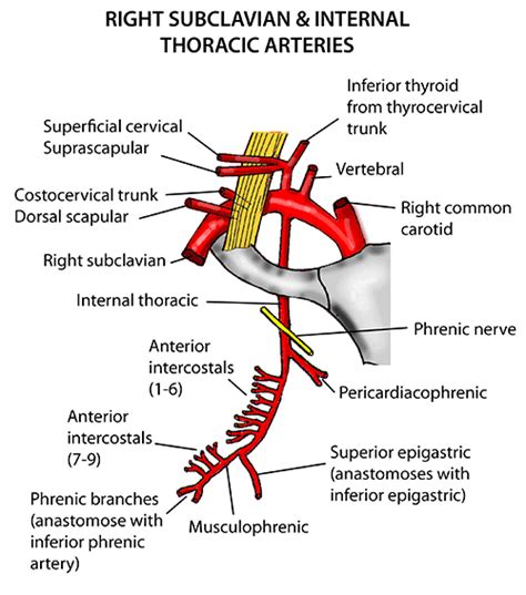 Internal Thoracic Artery