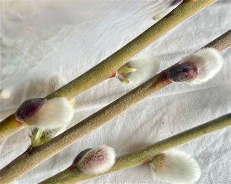 Sekka Japanese Fan Tail Willow — Willamettte Willows