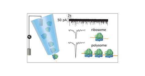 Polysome Poly