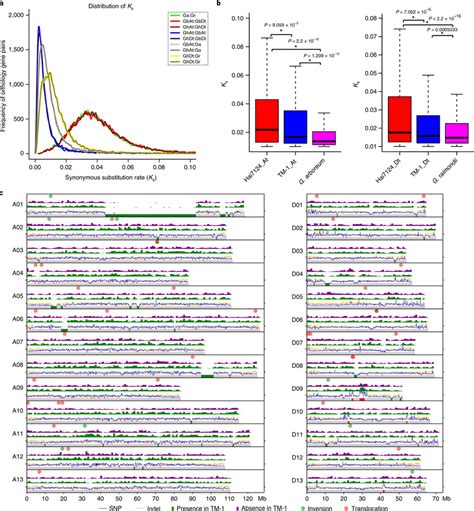 Evolution Of The Allopolyploid Cotton Genome A Evolutionary Analysis