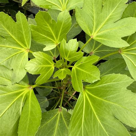 Pseudopanax Cyril Watson 2l Lushingtons