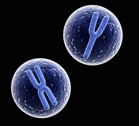 Y Chromosomes Disappearing Is Male Extinction On Horizon Life Hum News