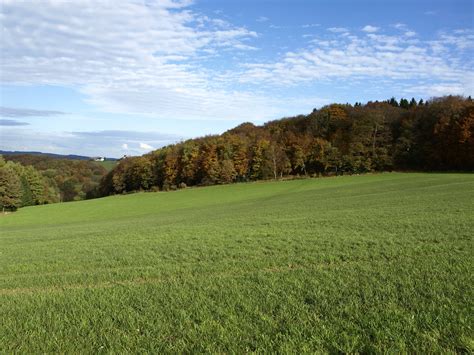 Free Picture Nature Green Grass Landscape Tree Countryside Field