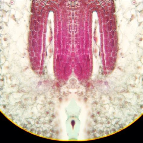 These Images Are Manipulations Of Slides Of Embryonic Development In A