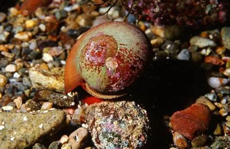 Top Shell Vs Abalone Whats The Difference 2025