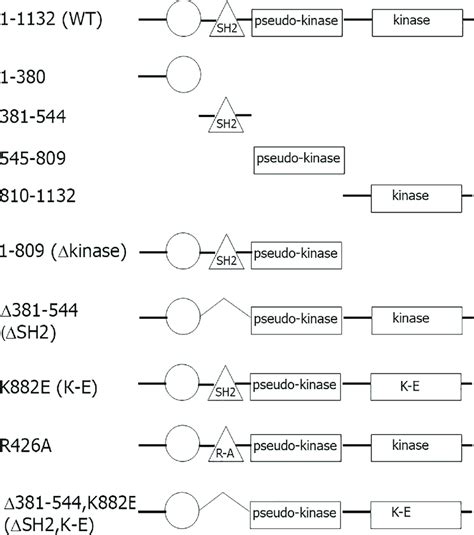 Schematic Representation Of Wild Type And Mutant Forms Of Mouse Jak2