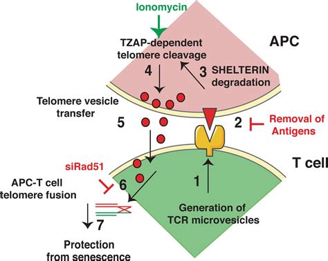 Intercellular Telomere Transfer Extends T Cell Lifespan Prelights