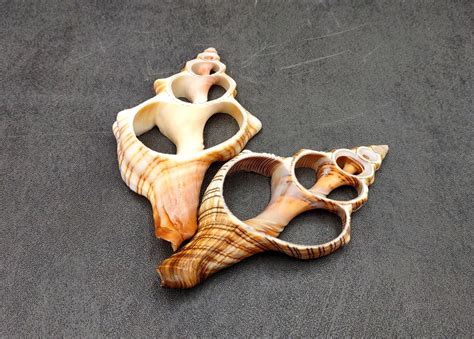 Center Cut Large Fox Seashells 2 Shells Approx 4 Inches B Grade
