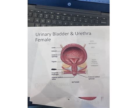 Urinary Bladder And Urethra Female Quiz
