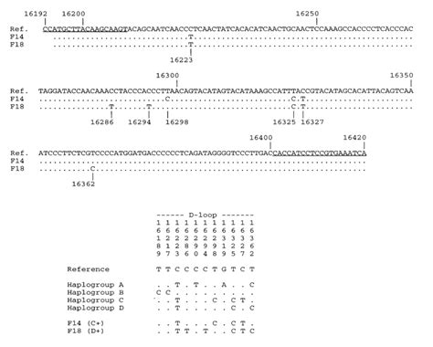 Mitochondrial D Loop Sequences From Cloned Pcr Products Of Mitochondrial D Loop Sequences From Cloned Pcr Products Of