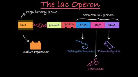 The Lac Operon Explained Youtube