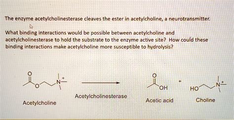 Solved Attached Below The Enzyme Acetylcholinesterase Cleaves The Ester In Acetylcholine A