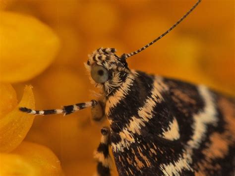 ご近所の小さな生き物たちフォト