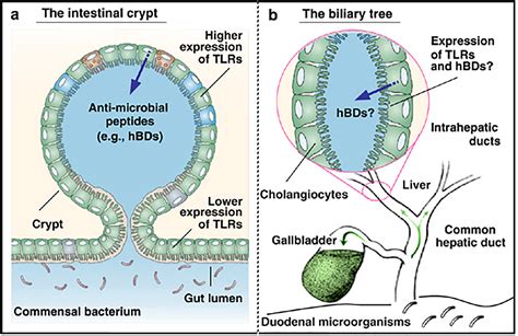 The Immunobiology Of Cholangiocytes Chen 2008 Immunology And Cell