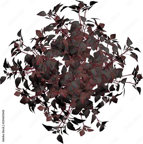 Plant Tree Overhead Icon Top View Symbols Isolated On White Background Perfect For Use With