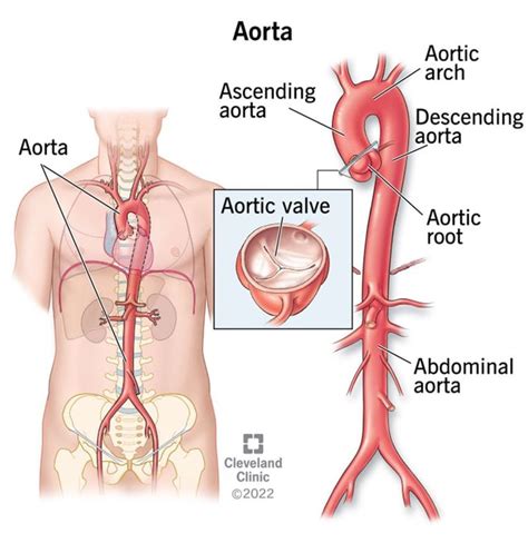 Aorta Anatomy And Function Arteries Anatomy Smooth Muscle Tissue Anatomy