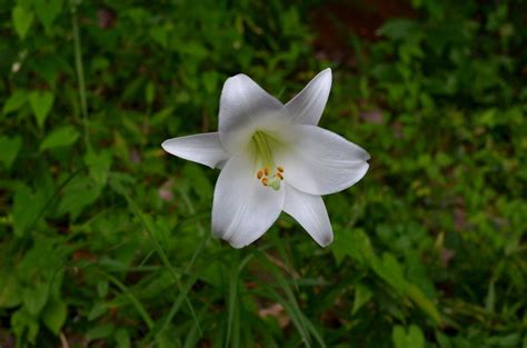 シンテッポウユリ新鉄砲百合九重大分山行脚