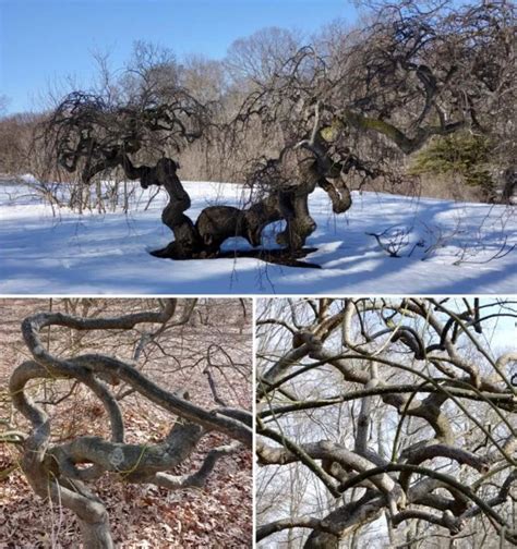 Twisted Trees In The Arboretum Arnold Arboretum