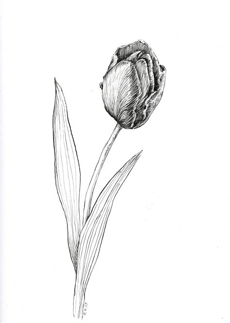 How To Draw A Realistic Tulip