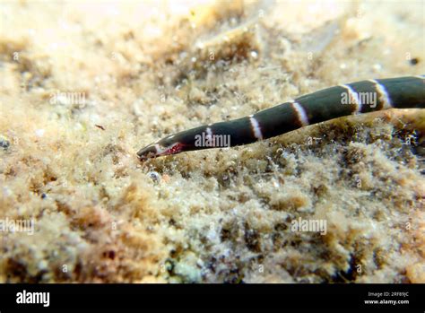 Very Rare Imge Of Banded Bootlace Sea Worm Notospermus Geniculatus