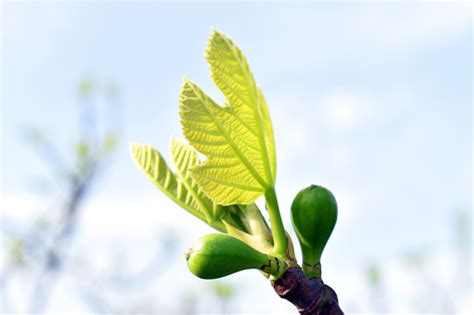 밝은 배경을 가진 무화과 나무 의 가지 잎 및 녹색 과일의 세부 사항 0명에 대한 스톡 사진 및 기타 이미지 Istock