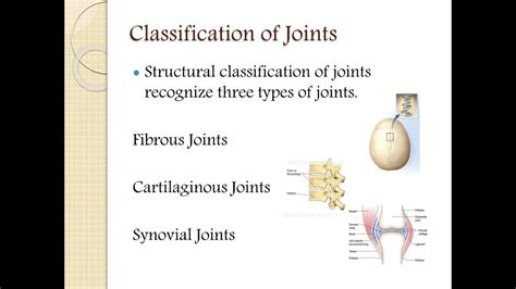 classification of joints physiologically functionally and anatomically