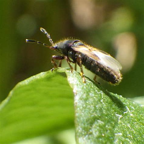 Identify And Control Chinch Bugs