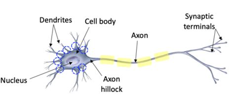 The Homunculus Dermatomes And Myotomes Week 2 Flashcards Quizlet