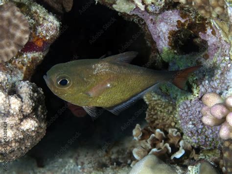 Silver Sweeper Pempheris Schwenkii Complete Care Guide Reeflings