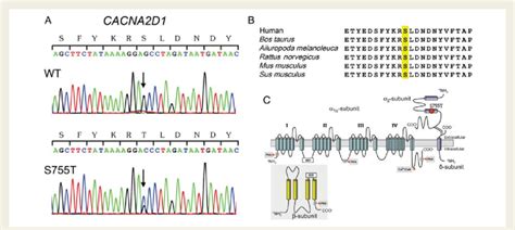 Genetic Analysis Identified A Novel Cacna2d1 Mutation A Download Scientific Diagram