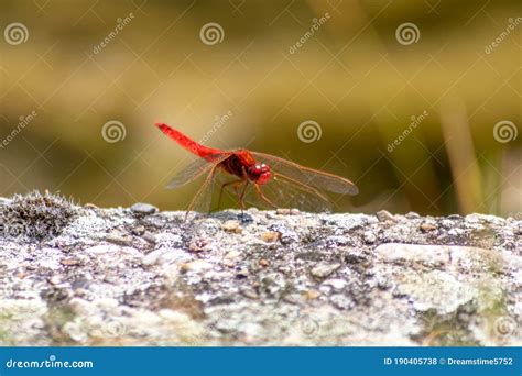 Two Odonata Insects Mating Stock Image 175343629