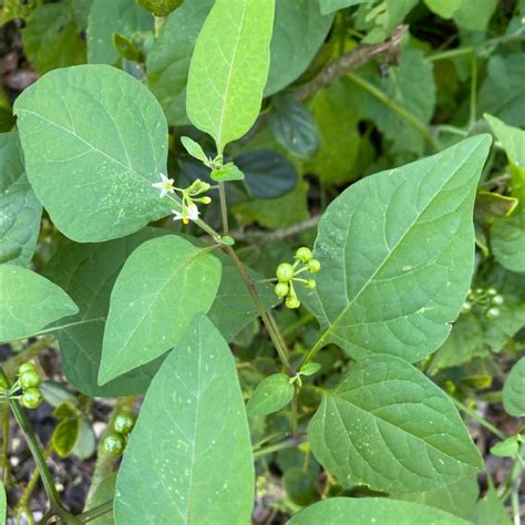 🌞 How Much Sunlight Does My American Black Nightshade Need