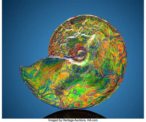 Gem Ammonite Fossil Placenticeras Costatum Late Cretaceous
