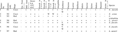 Presumptive Identification Of Lab Isolated From Sausages And Other Download Table