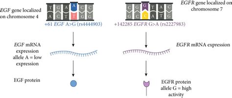 The Function Of Studied Polymorphisms Based On Previous Studies Allele