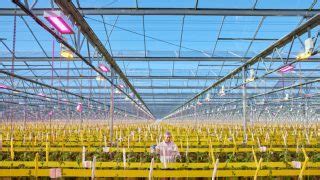 Professional Led Grow Lights Philips Lighting