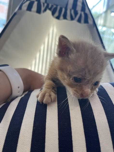 코리안숏헤어 창원대2 사모예드특징 스피츠특징 시바견특징 시베리안허스키특징 시츄특징 요크셔테리어특징 웰시코기특징 이탈리아그레이하운드특징 치와와특징 코카스파니엘특징 폼스키특징