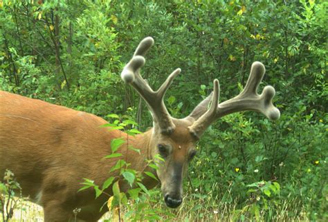 Cervid Ecology Efts Event Thunder Bay Field Naturalists Club