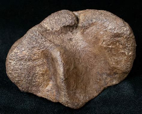 2 29 Dinosaur Calcaneum Heel Bone Montana 12714 For Sale