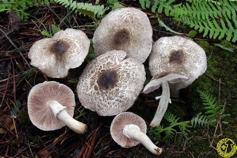 Agaricus Xanthodermulus Aranzadi — Zientzia Elkartea